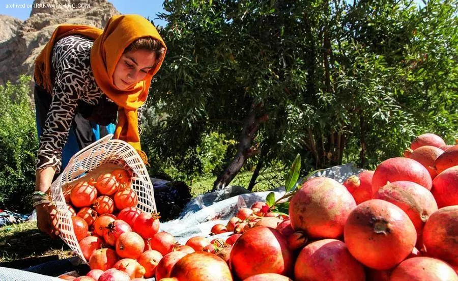 جشن انار گیلان به فهرست رویدادهای گردشگری پیوست - آژانس خبری کاسپین